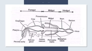 Excretion in higher invertebrates.pptx