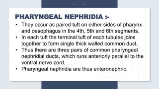 Excretion in higher invertebrates.pptx