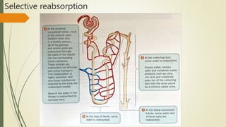 Excretion in Humans Ch 11 for Karishma.pptx
