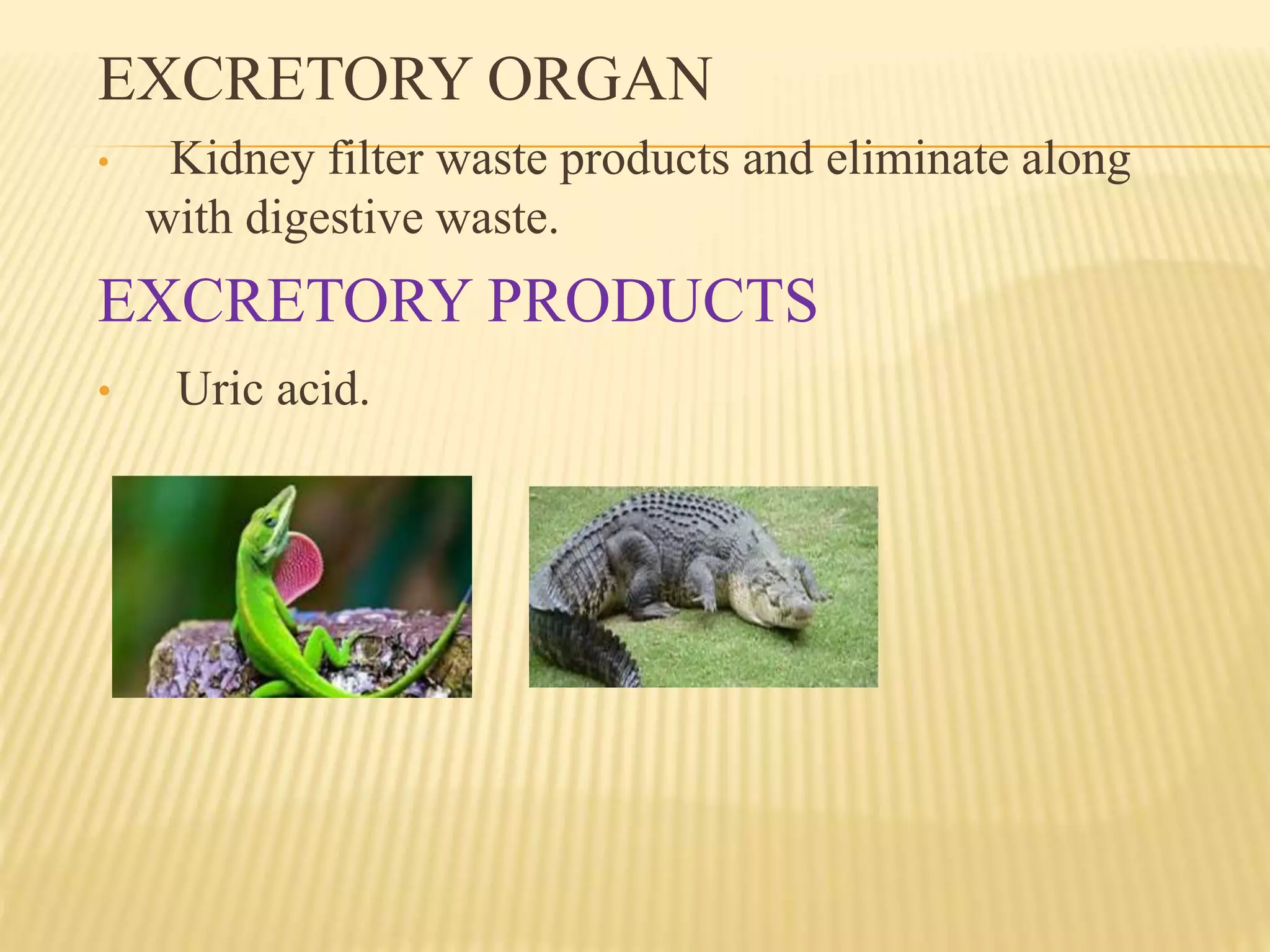 Excretion in animals | PPTX