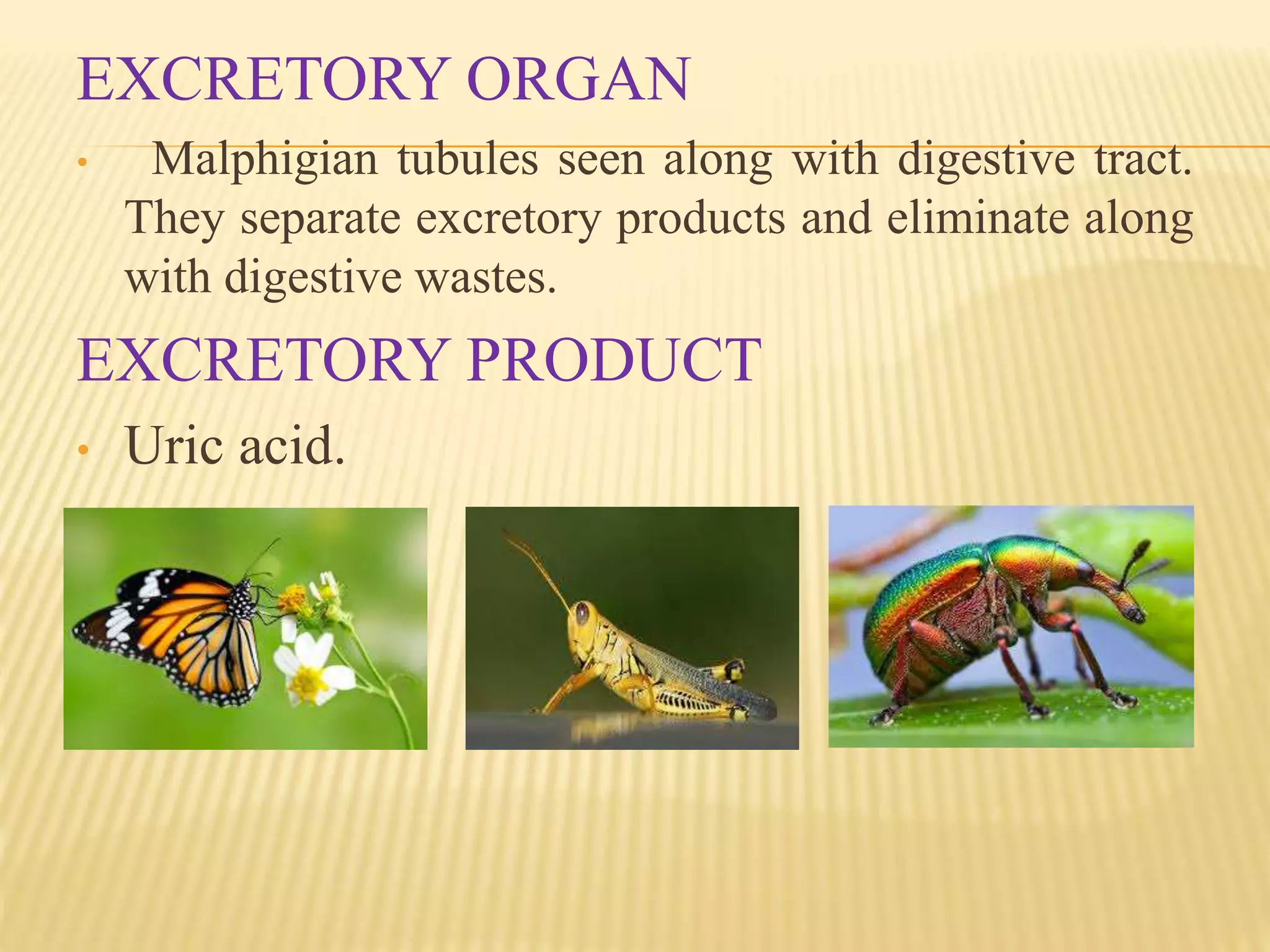 Excretion in animals | PPTX