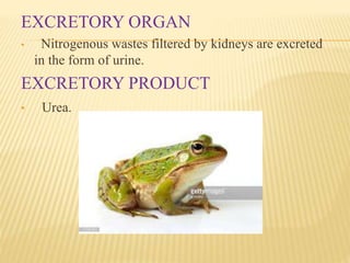 Excretion in animals | PPTX