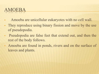 Excretion in animals | PPTX