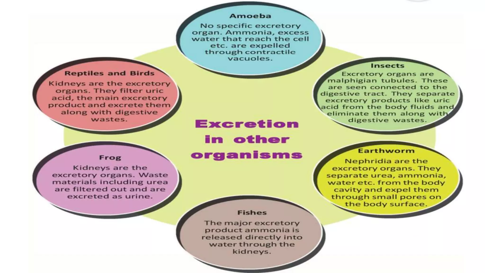 Excretion in other organisms | PPTX