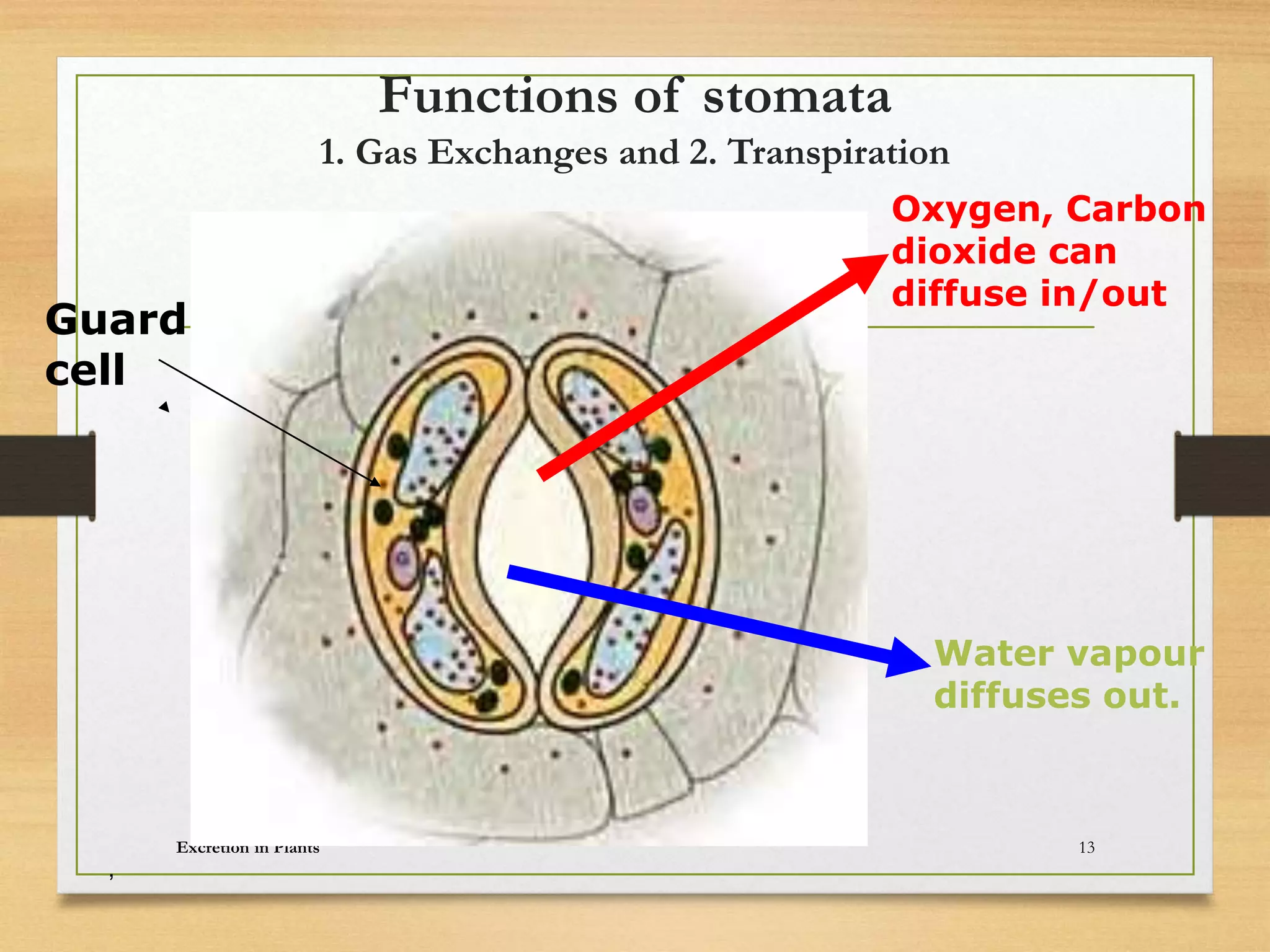 Excretion in plants | PPTX