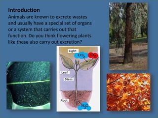 Excretion In Plants