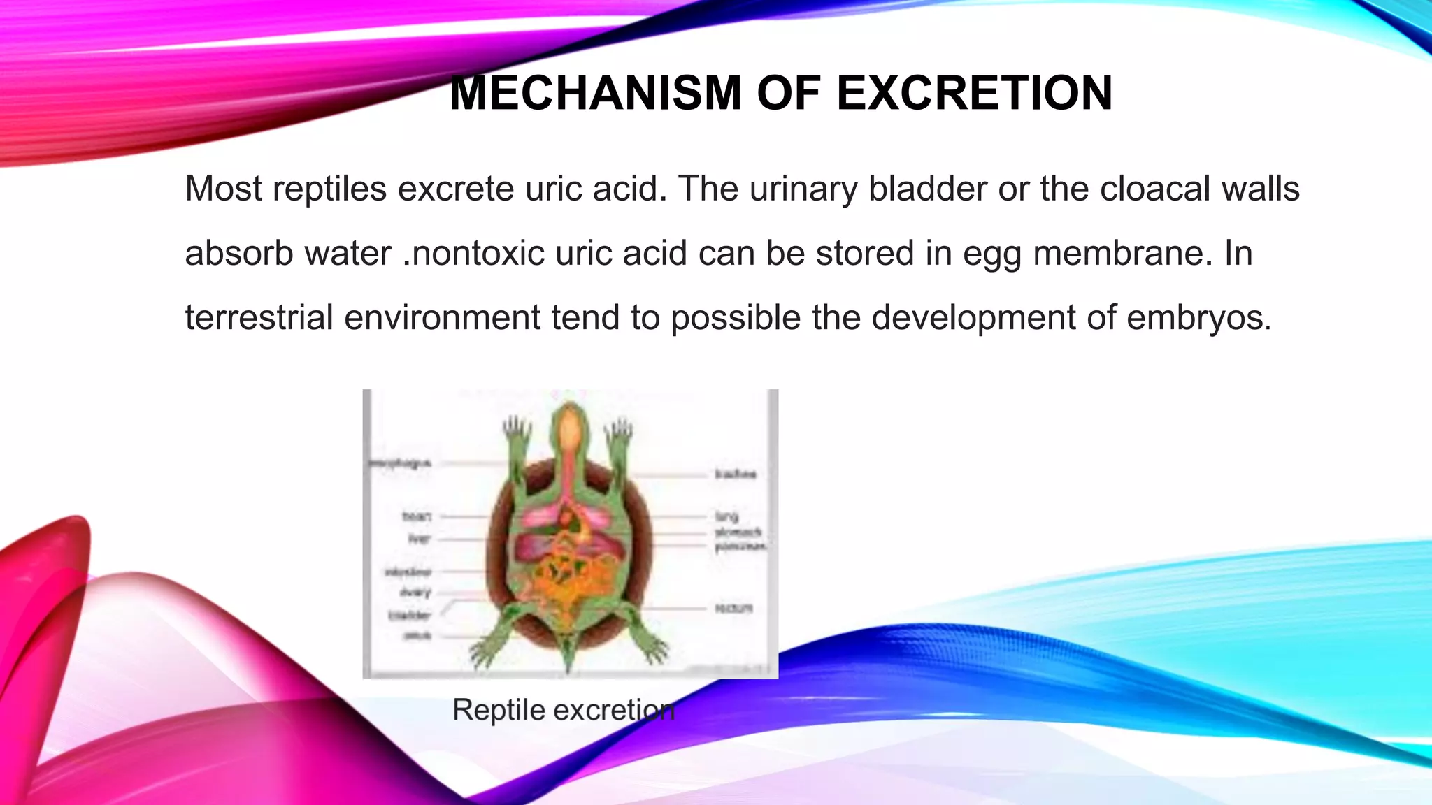 Excretion in reptiles & thermoregulation | PDF
