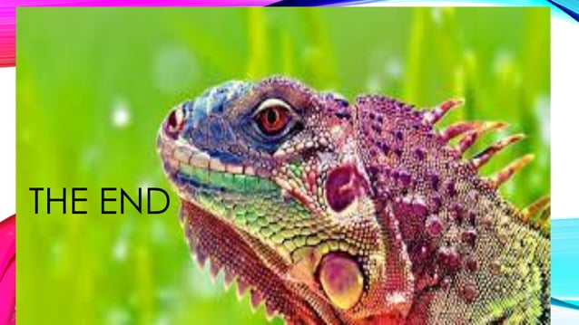 Excretion in reptiles & thermoregulation | PDF | Reptiles | Pets