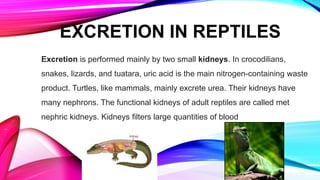 Snake Excretory System