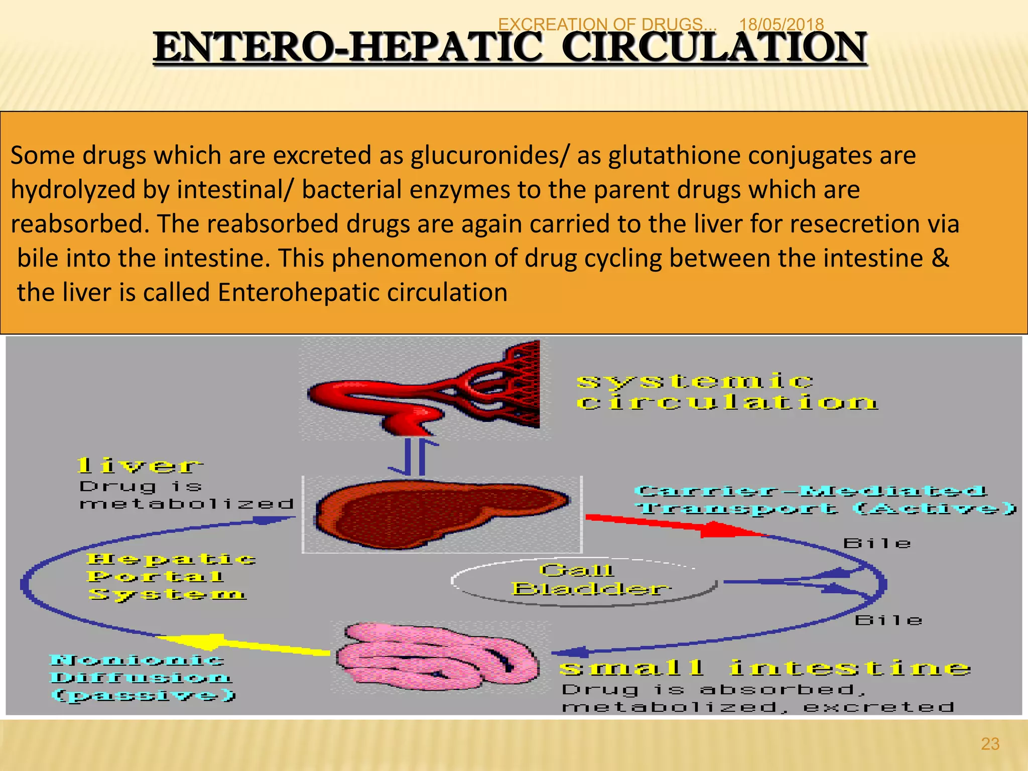 Excretion of drug | PDF