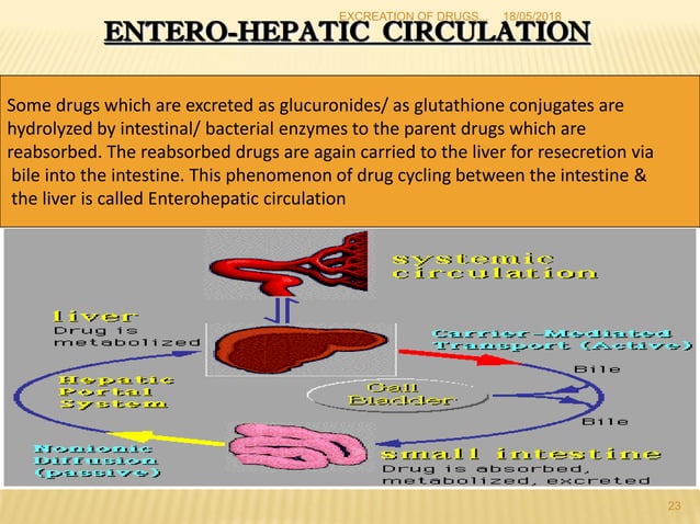 Excretion of drug | PDF