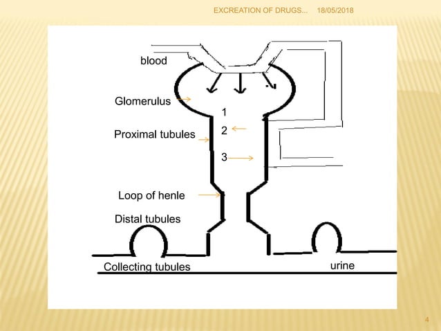 Excretion of drug | PDF