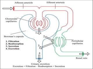 Drugs Excretion | PPTX