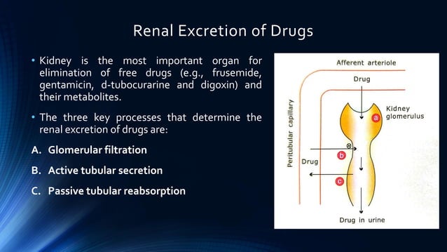 Excretion of drugs, Pharmacokinetics | PDF