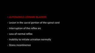 Excretionof urine for dental | PPTX | Brain and Nervous System ...