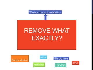 Excretion: BIOLOGY O LEVEL | PPTX