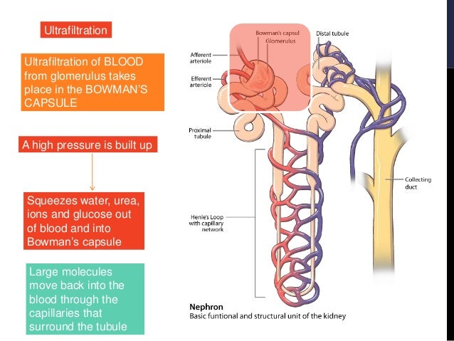 Excretion: BIOLOGY O LEVEL