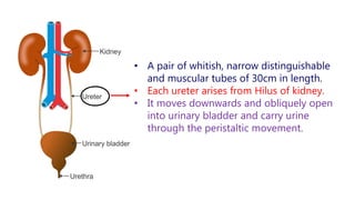 EXCRETION PART 1.pptx
