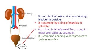 EXCRETION PART 1.pptx