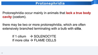 Excretion patterns | PPTX