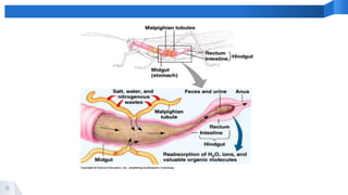 Excretion patterns | PPTX