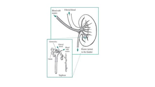 Excretion patterns | PPTX