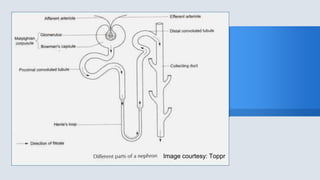 Excretion patterns | PPTX