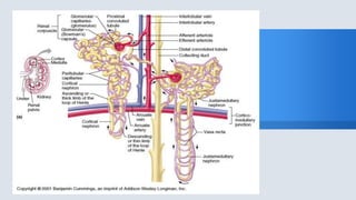 Excretion patterns | PPTX