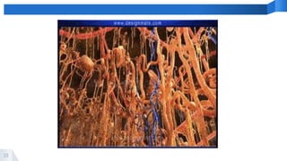 Excretion patterns | PPTX