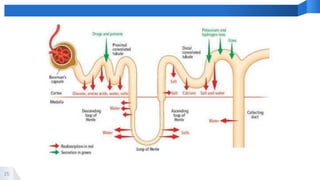 Excretion patterns | PPTX
