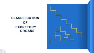 Excretion patterns | PPTX
