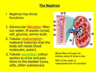 Excretion Ppt | PPT
