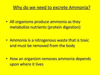 Excretion Ppt | PPT