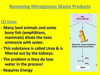 Excretion Ppt | PPT