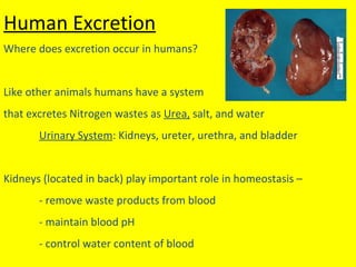 Excretion Ppt | PPT