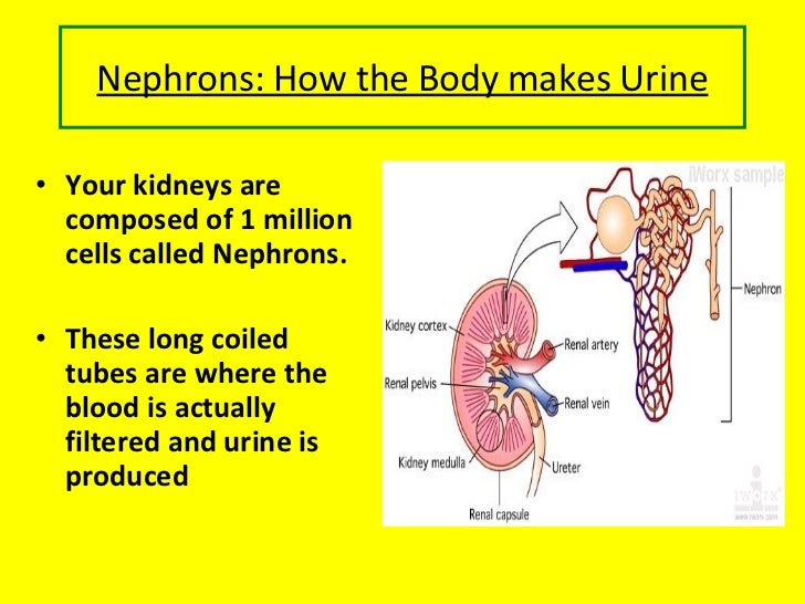 The Types Of Wastes And The Excretion Process In The Human