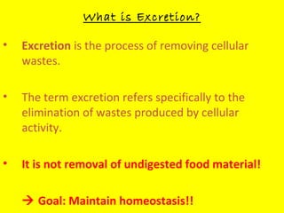 Excretionppt 090508150123-phpapp02 (1) | PPT