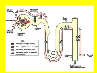 Excretionppt 090508150123-phpapp02 (1) | PPT