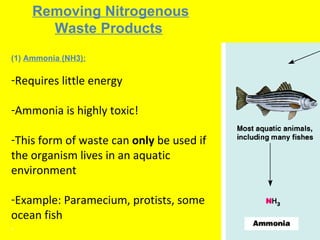 Excretionppt 090508150123-phpapp02 (1) | PPT