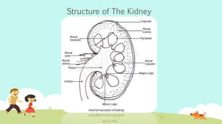 Excretion Ppt Pptx