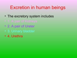 Excretion ppt | PPT