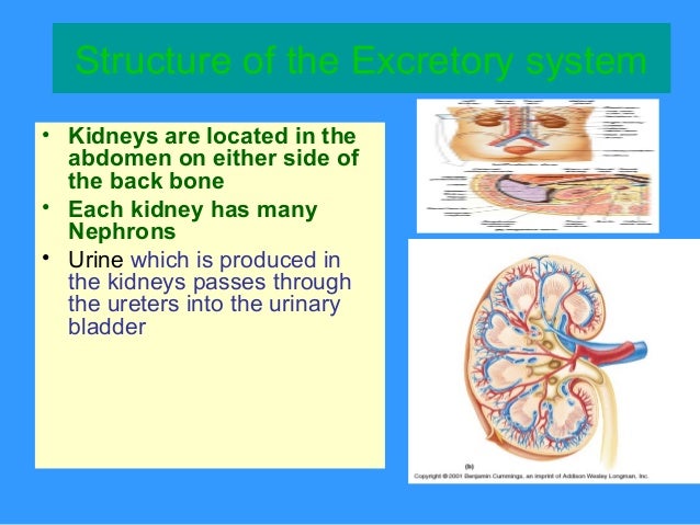 Excretion ppt