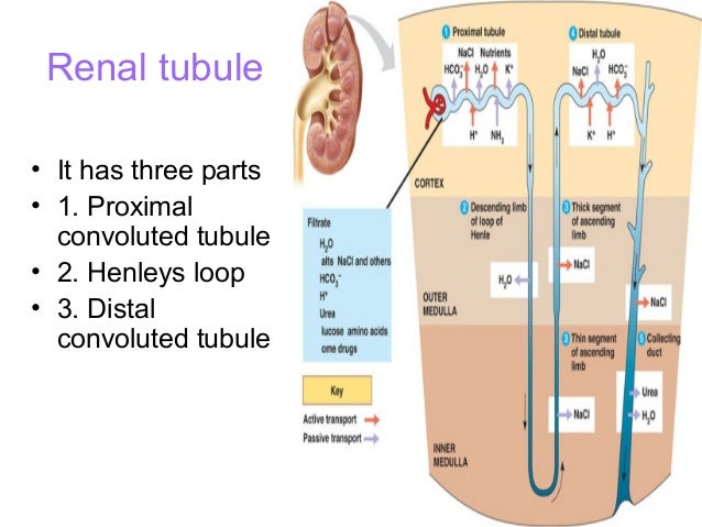 Excretion Vs Secretion