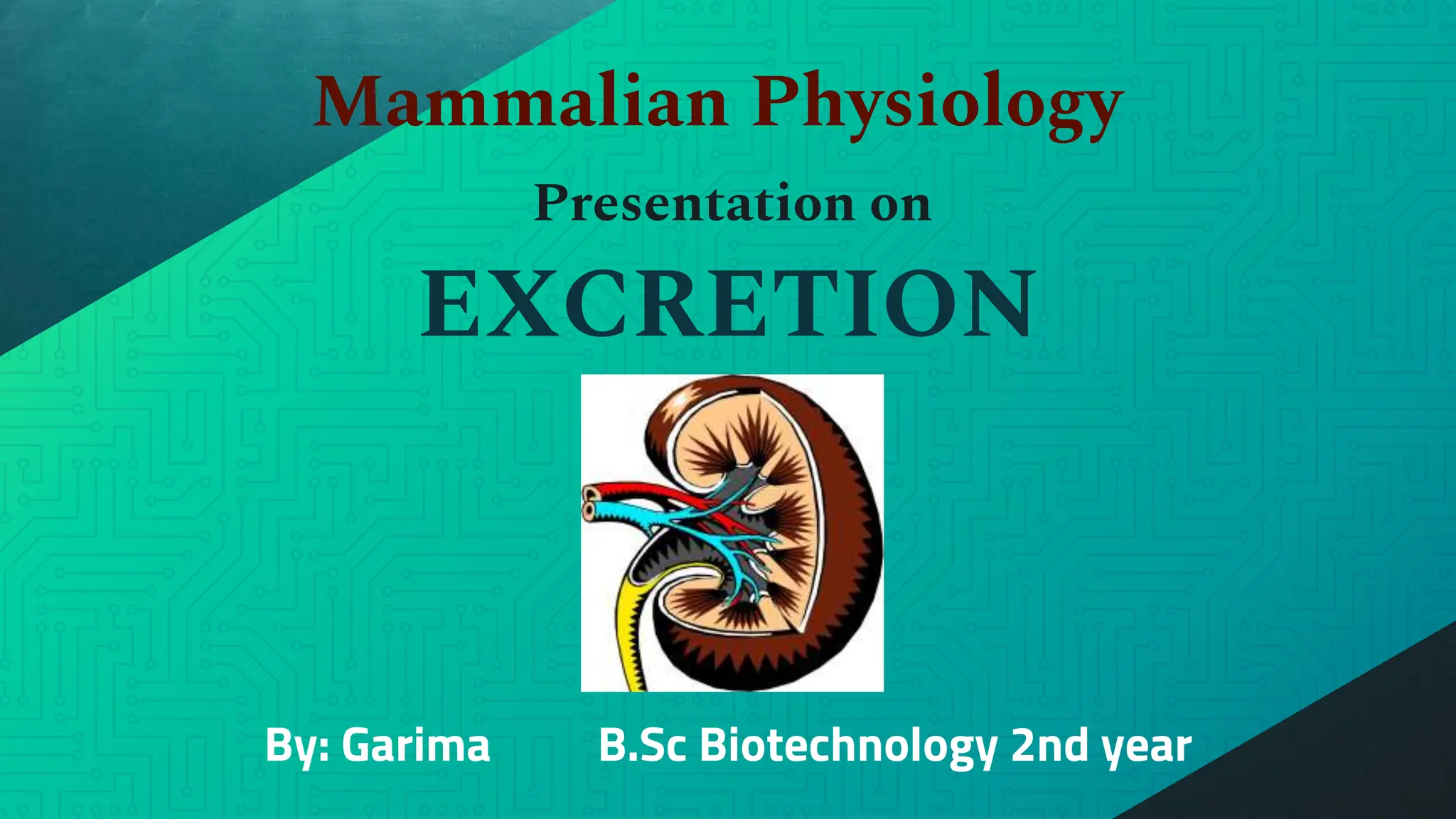 EXCRETION process explained briefly in humans. | PPT