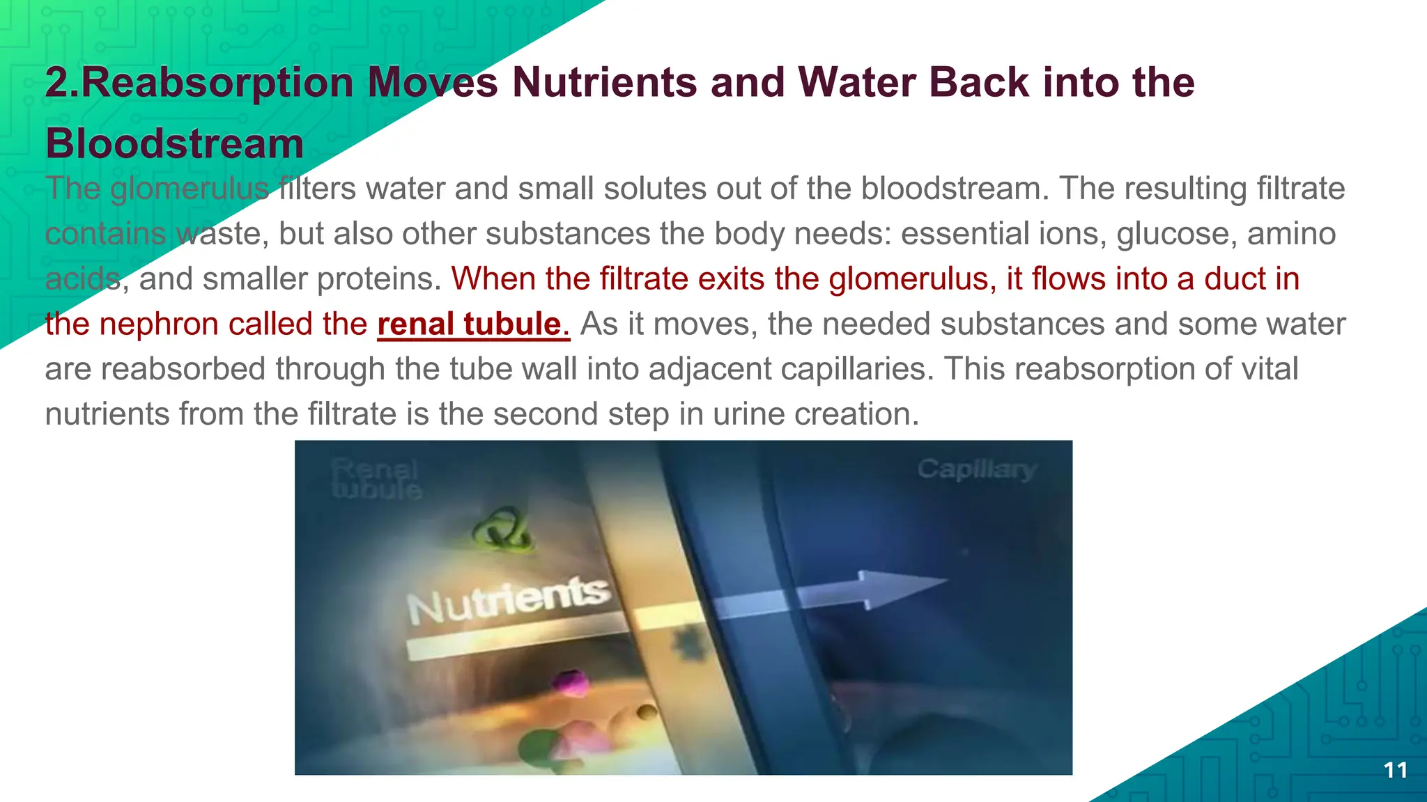 EXCRETION process explained briefly in humans. | PPT