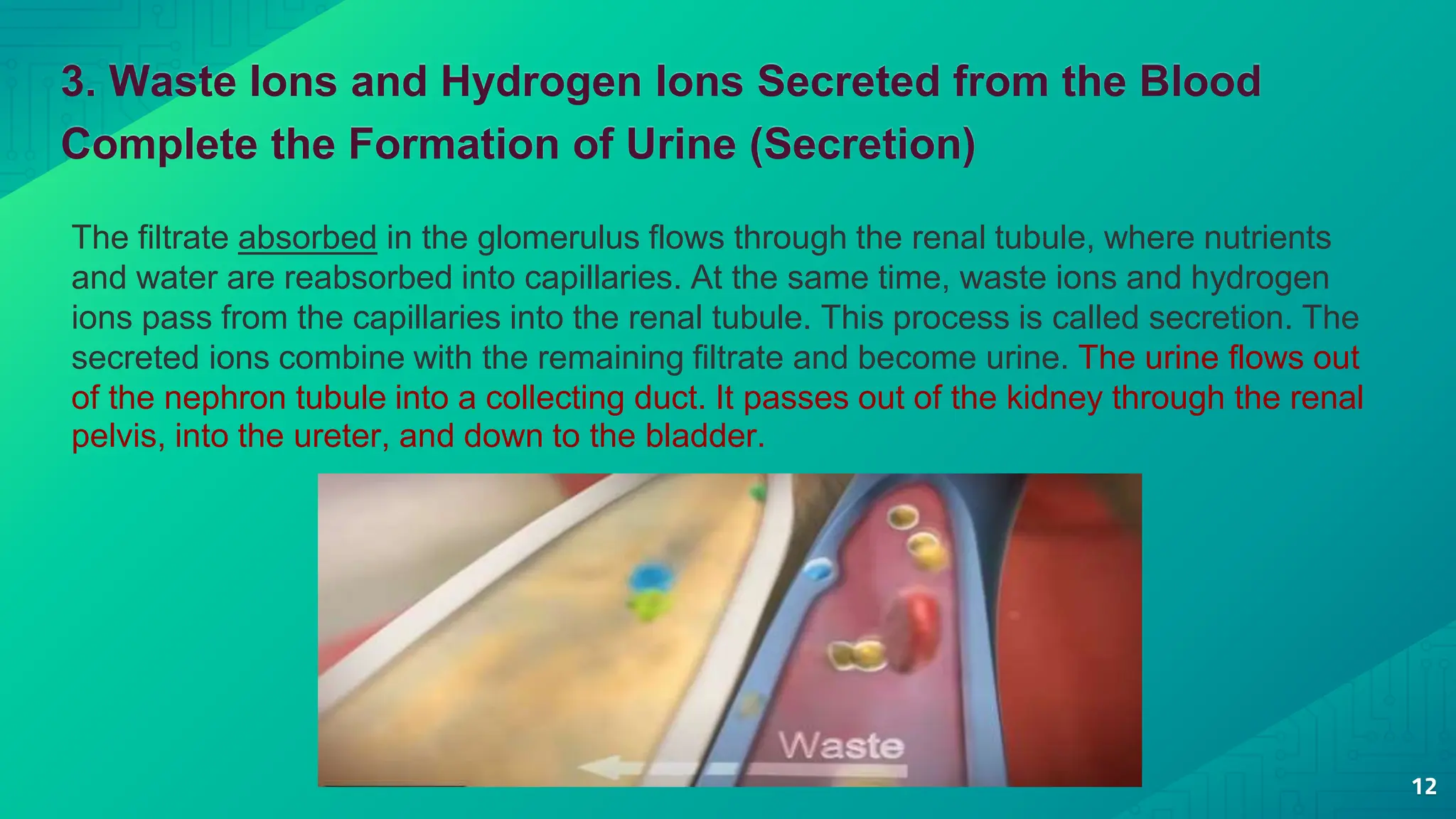 EXCRETION process explained briefly in humans. | PPT