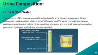 EXCRETION process explained briefly in humans. | PPT