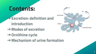 EXCRETION process explained briefly in humans. | PPT