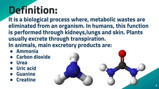 EXCRETION process explained briefly in humans. | PPT