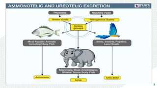 EXCRETION process explained briefly in humans. | PPT